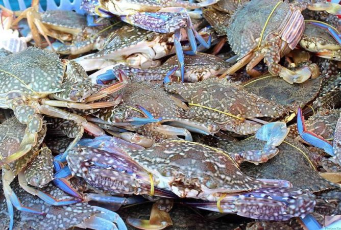 Duong Dong Market Phu Quoc: A paradise for seafood lovers