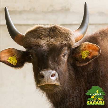 Bò tót & những sự thật thú vị không phải ai cũng biết