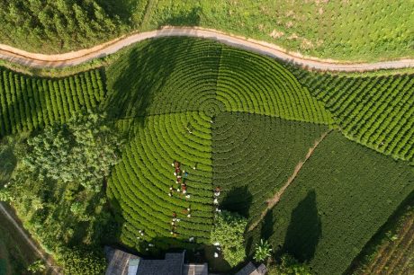 Vietnamese tea: The essence of dining and social culture