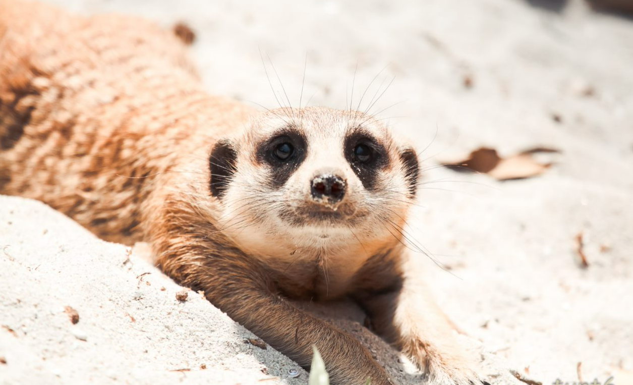 Chồn - Open Zoo - Vinpearl Safari Phú Quốc - VinWonders