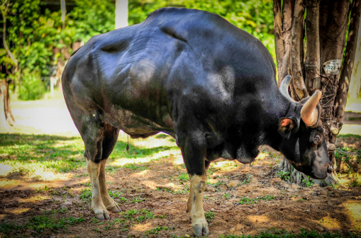 Bò tót - Open Zoo - Vinpearl Safari Phú Quốc - VinWonders