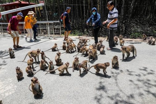 Monkey Island: A green oasis with hundreds of wild monkeys