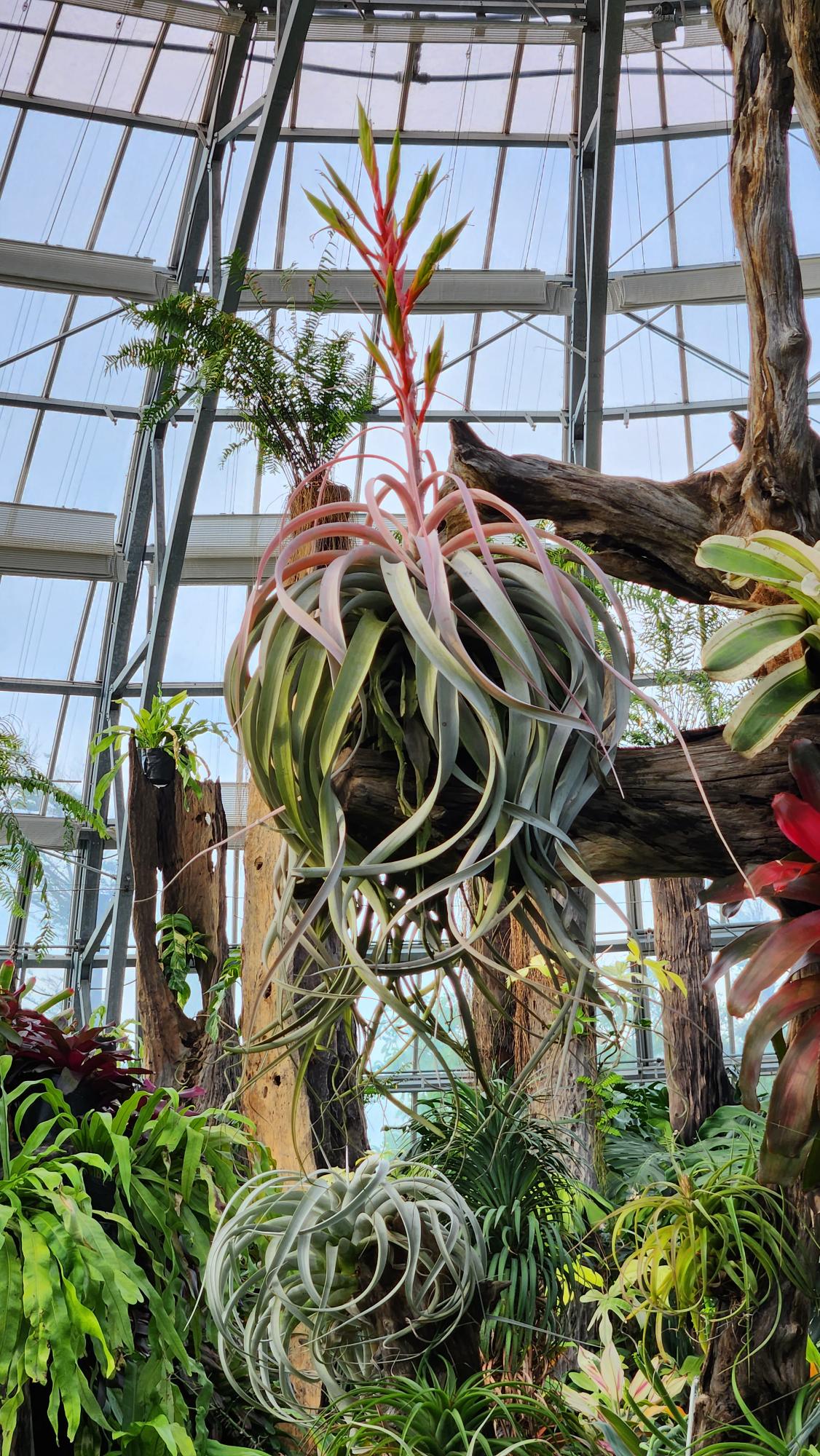 Tillandsia xerographica - VinWonders