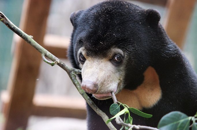 Vietnam's animals: Explore the country’s wildlife kingdom