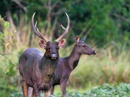 Vietnam's animals: Explore the country’s wildlife kingdom