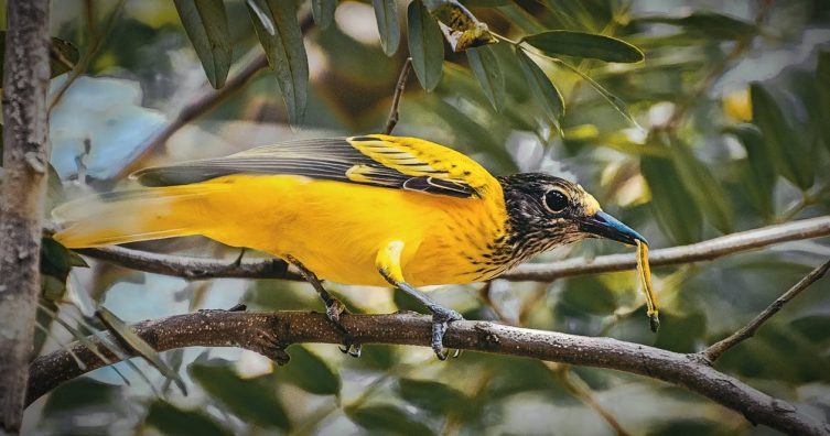 Chim có mấy loài? - Tổng hợp thông tin về các loài chim