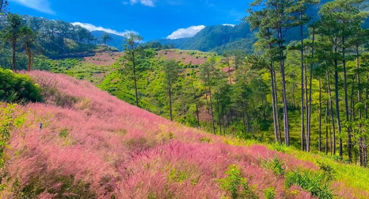 Đồi cỏ hồng Đà Lạt có gì đẹp? Kinh nghiệm check-in A-Z