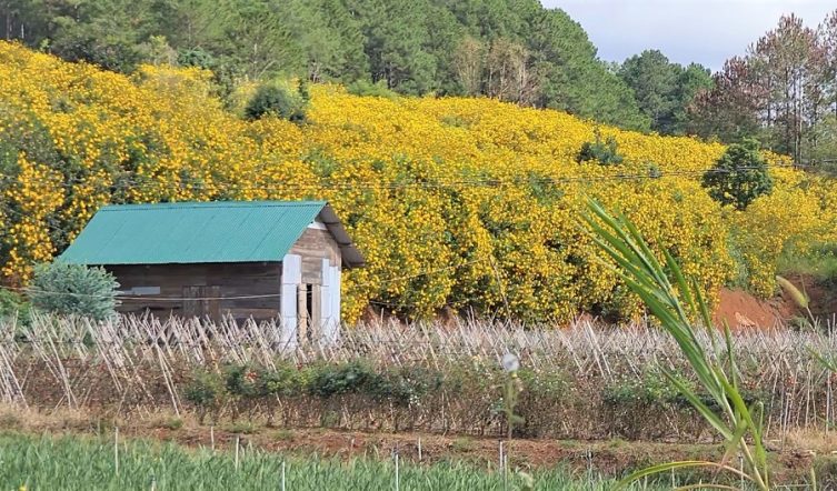 Du lịch Di Linh tự túc: Kinh nghiệm di chuyển & ăn chơi