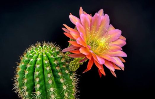 Hoa xương rồng: ý nghĩa và bí kíp chăm hoa siêu dễ