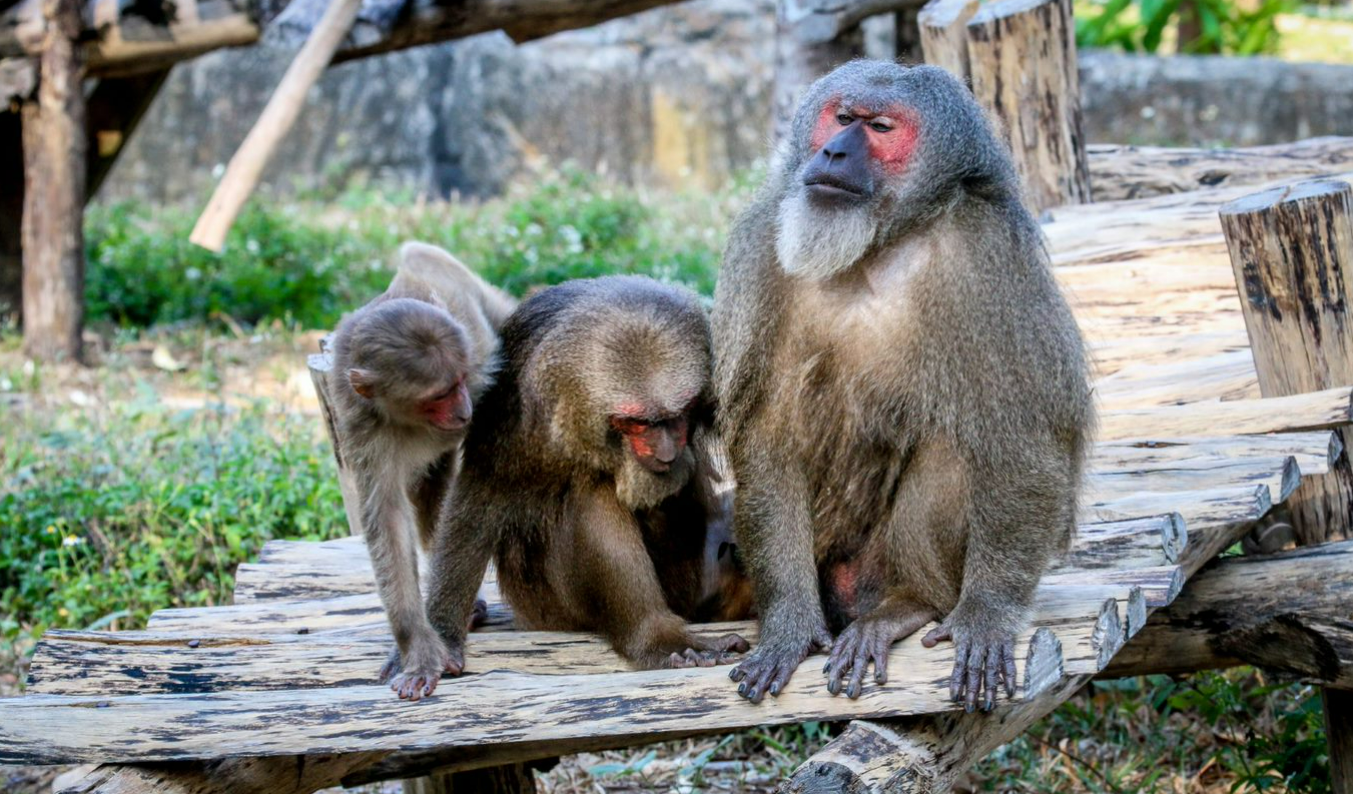 Khỉ mặt đỏ - Vườn Quý vương - VinWonders Nha Trang - VinWonders