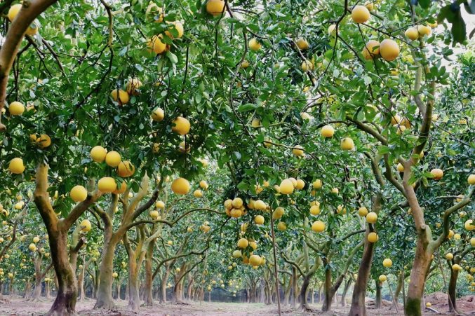 Trees in Vietnam: The MOST common plant species to explore