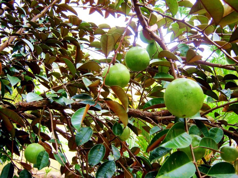 Trees in Vietnam: The MOST common plant species to explore