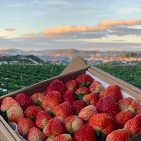 Vườn dâu Đà Lạt: Top 16 địa điểm check-in cực đỉnh 2024