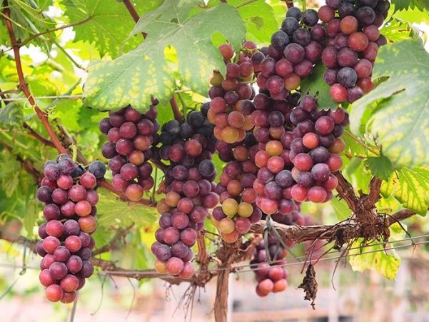 Vườn nho Thái An Ninh Thuận: Giá vé & 5 trải nghiệm thú vị