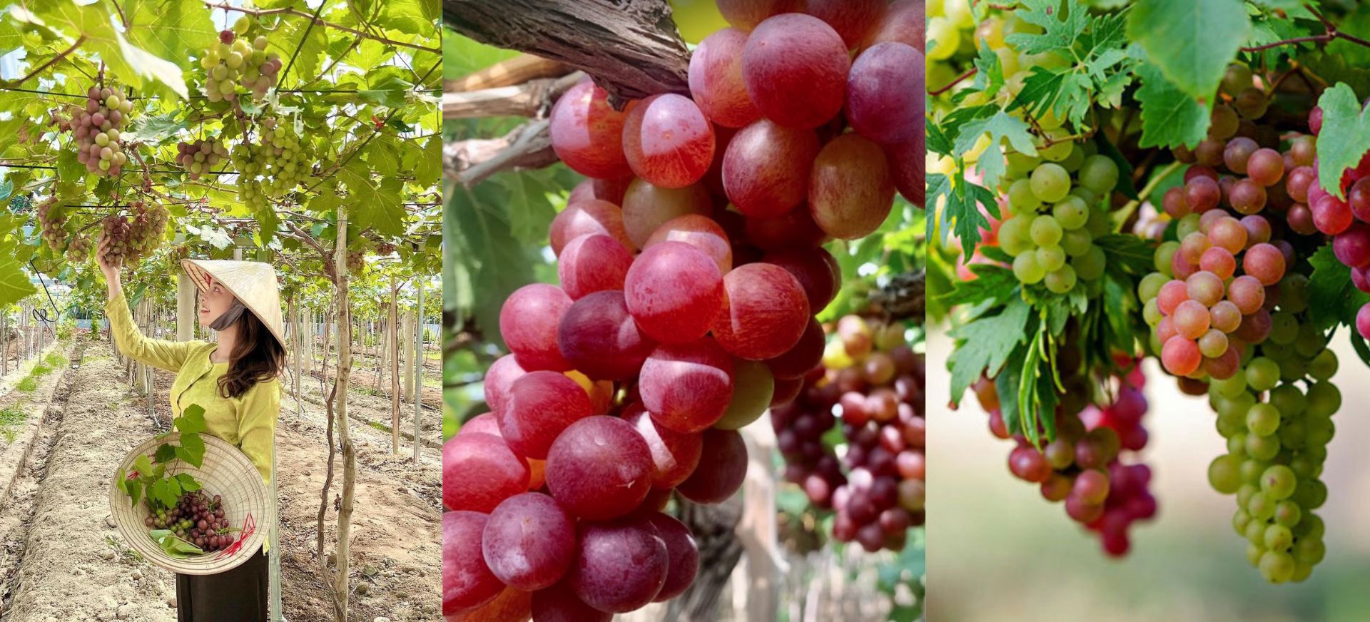 Vườn nho Thái An Ninh Thuận: Giá vé & 5 trải nghiệm thú vị