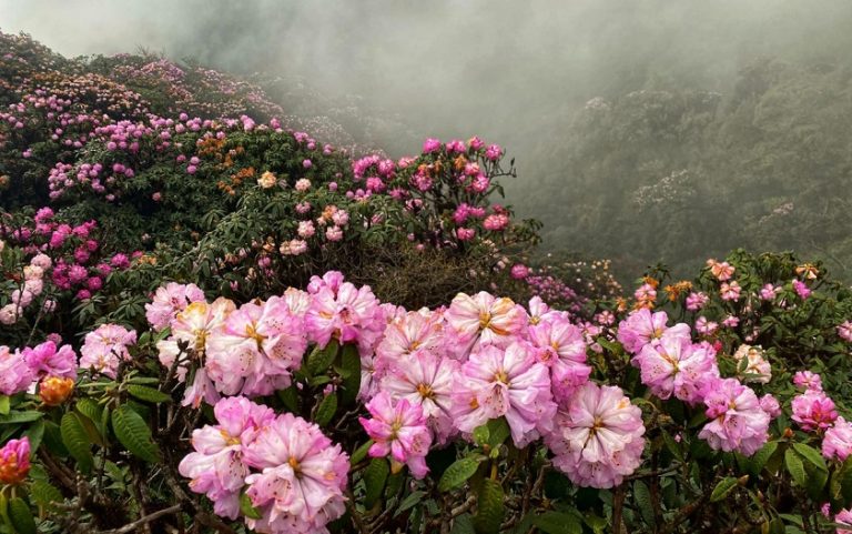 Weather in Sapa in May: A complete guide for travelers